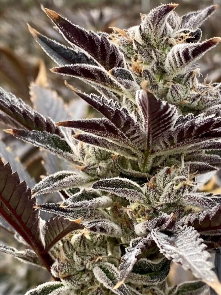 Smackers Strain | Autumn Brands